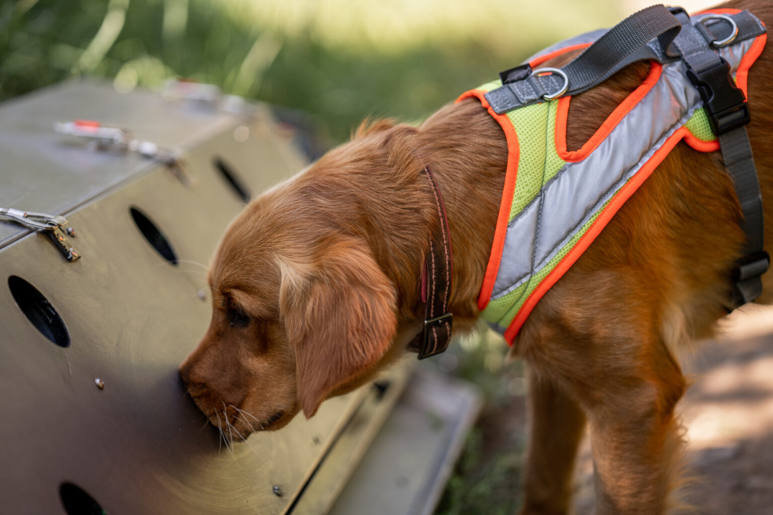 Deutsche Bahn Trains Dogs to Sniff Out Protected Species | Railway-News